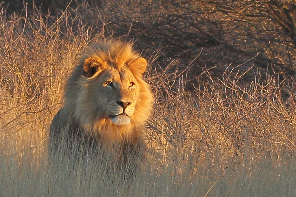 Kalahari Concession, Cut-lines and Kaa | Trans Africa Self Drive ...
