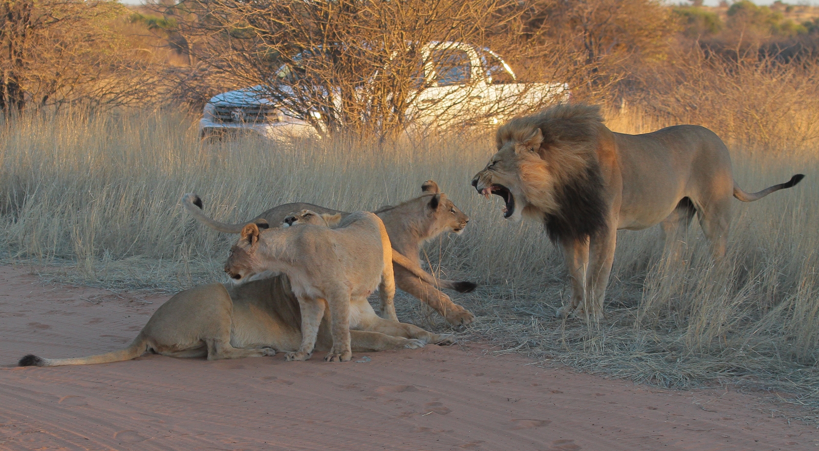 Kalahari Concession, Cut-lines and Kaa | Trans Africa Self Drive ...